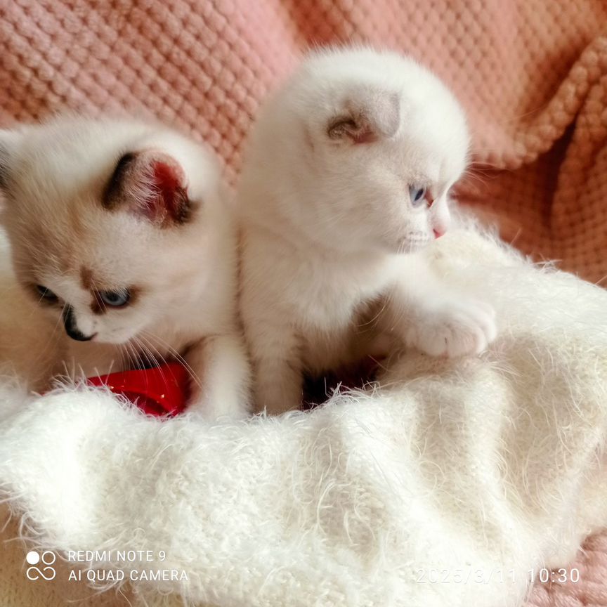 Шотландские вислоухие котята