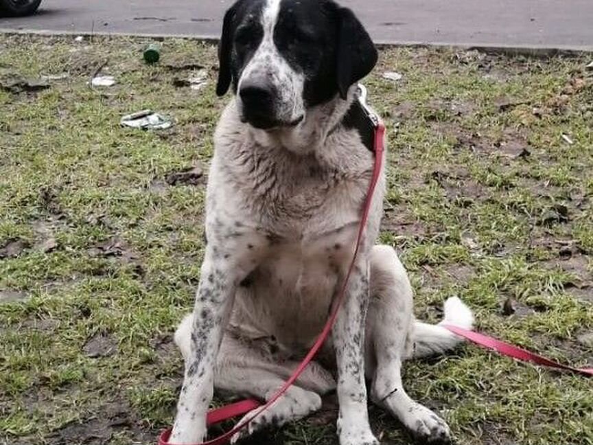 Красивая собака в добрые руки