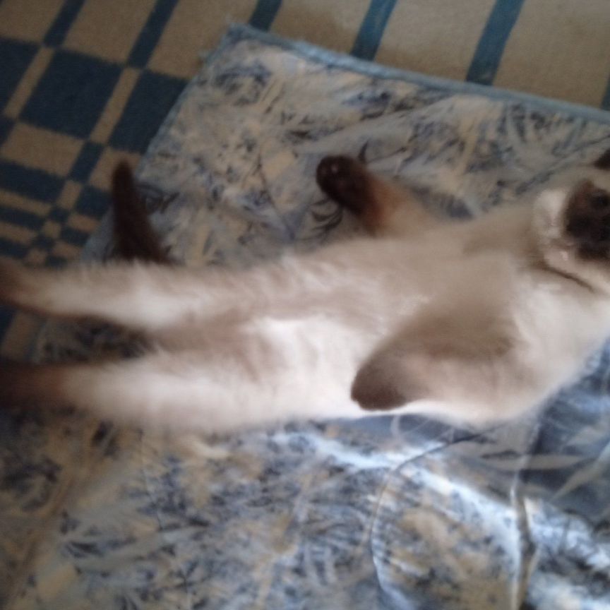 Мальчик - спальчик