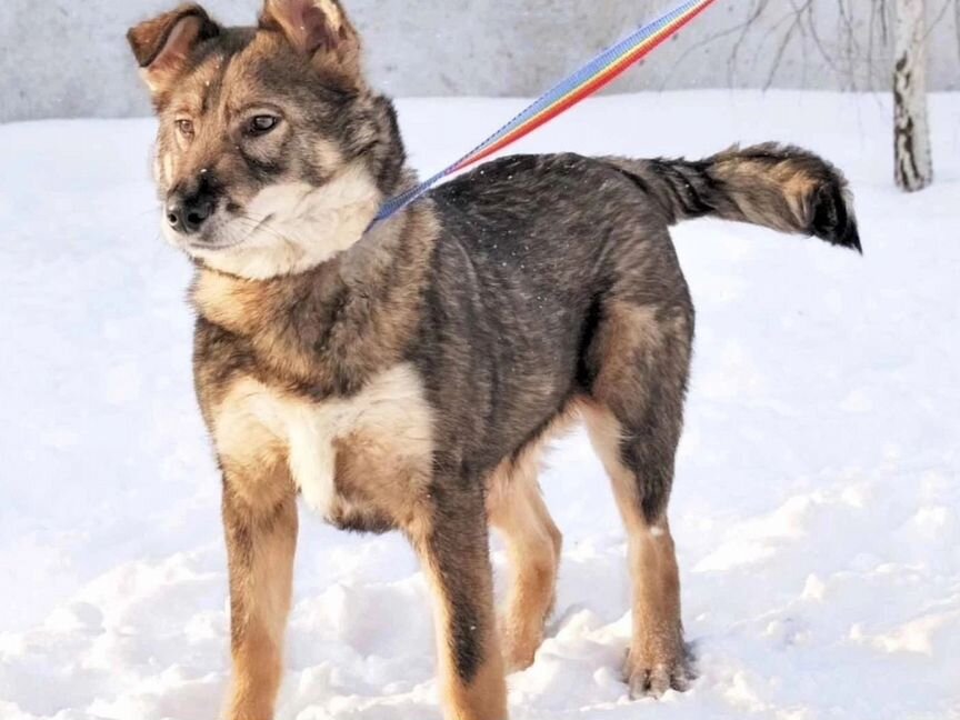 Небольшой крепенький малыш Буян, 7 месяцеа