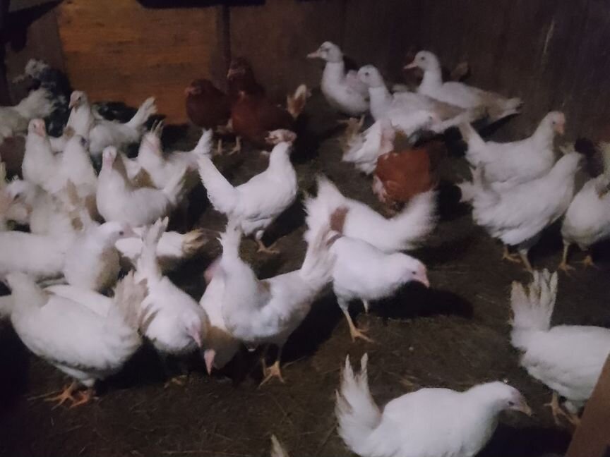 Куры молодки несушки