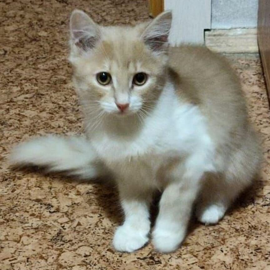 Котёнок из приюта