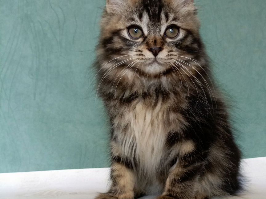 Котик курильского бобтейла