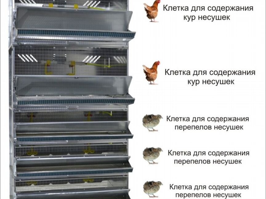 Клетка для кур и перепелов