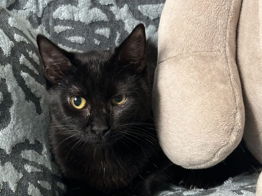 Котенок Зита в добрые руки