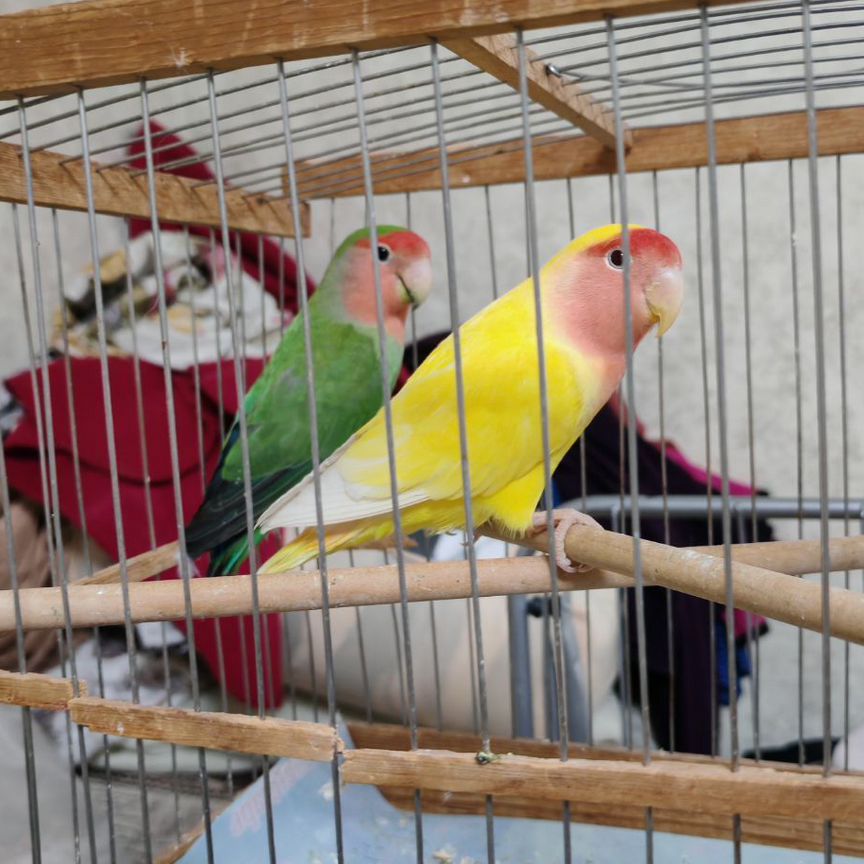 4 попугая неразлучника клетки и тд