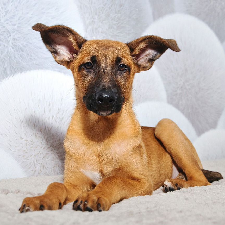 Кому очаровательные уши, щенок в дар