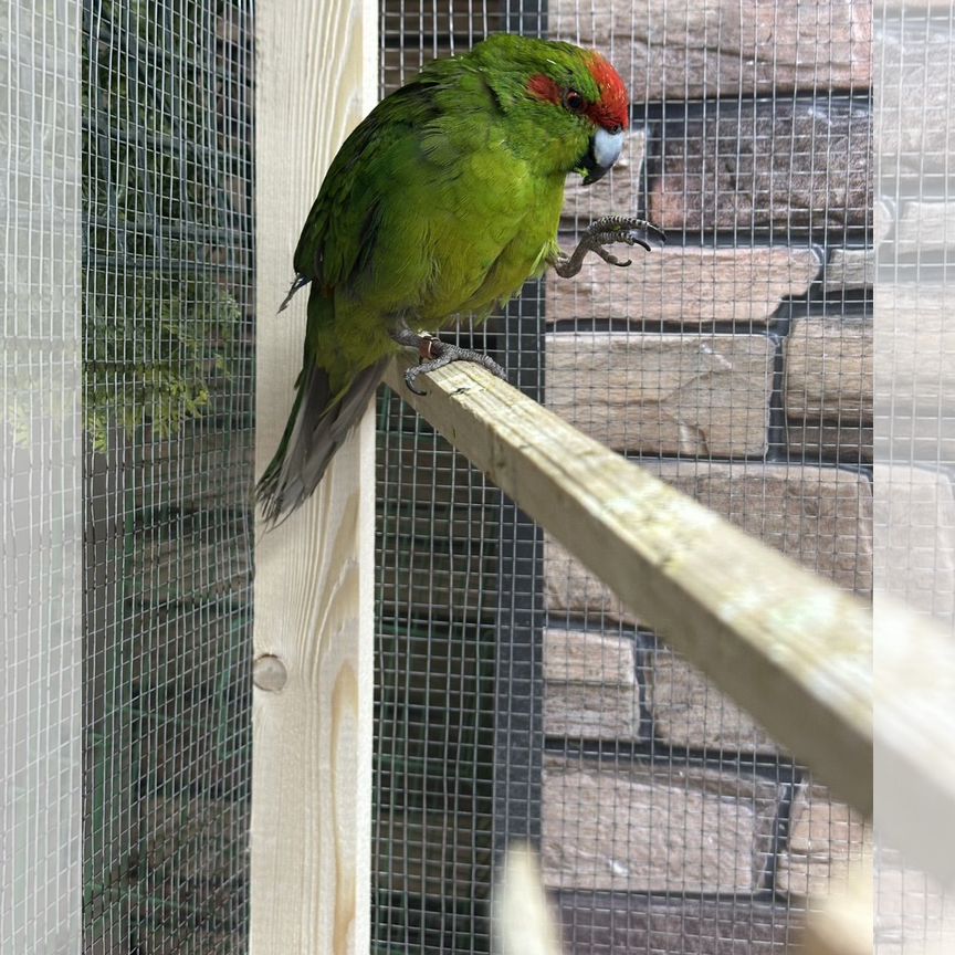 Попугай какарики