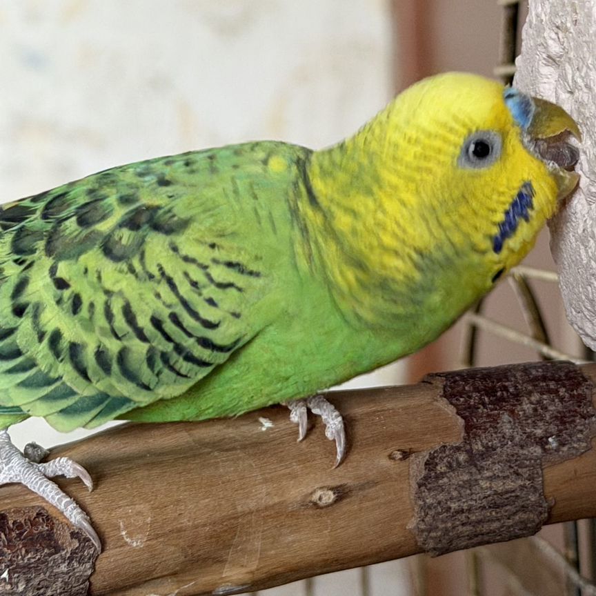 Волнистый попугай с клеткой