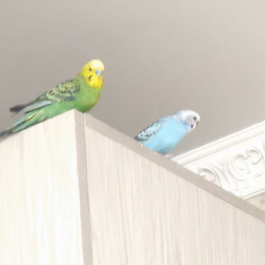 Волнистый попугай