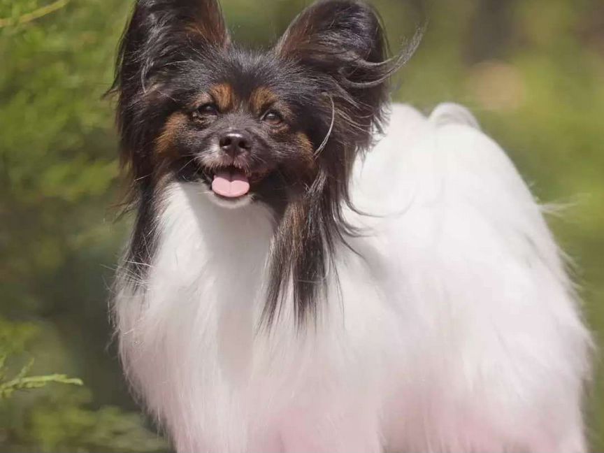 Вязка папийон