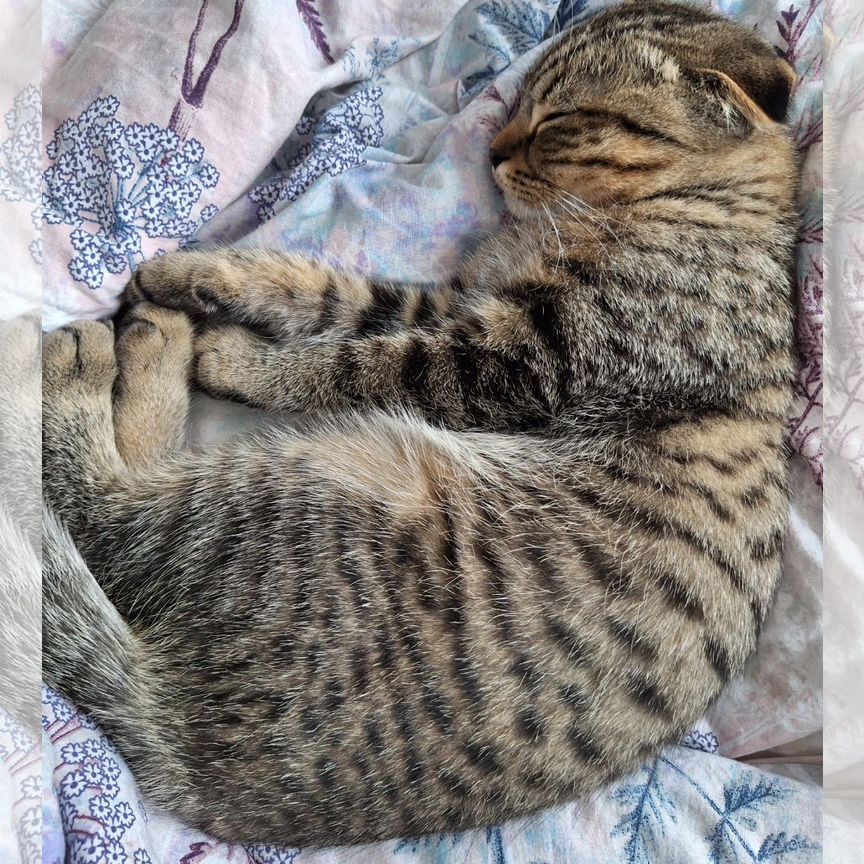 Шотландец вислоухий котенок