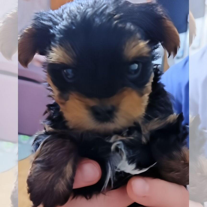 Йоркширский терьер, щенок