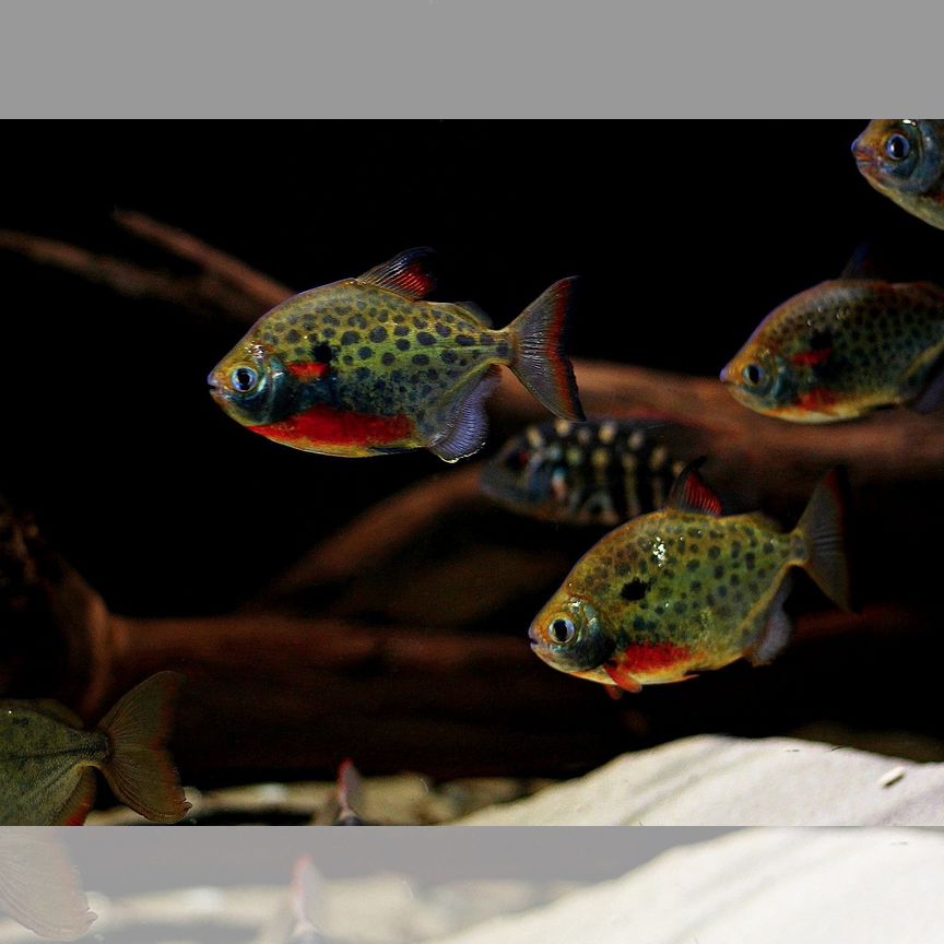 Метиннис пятнистый - Metynnis Maculatus