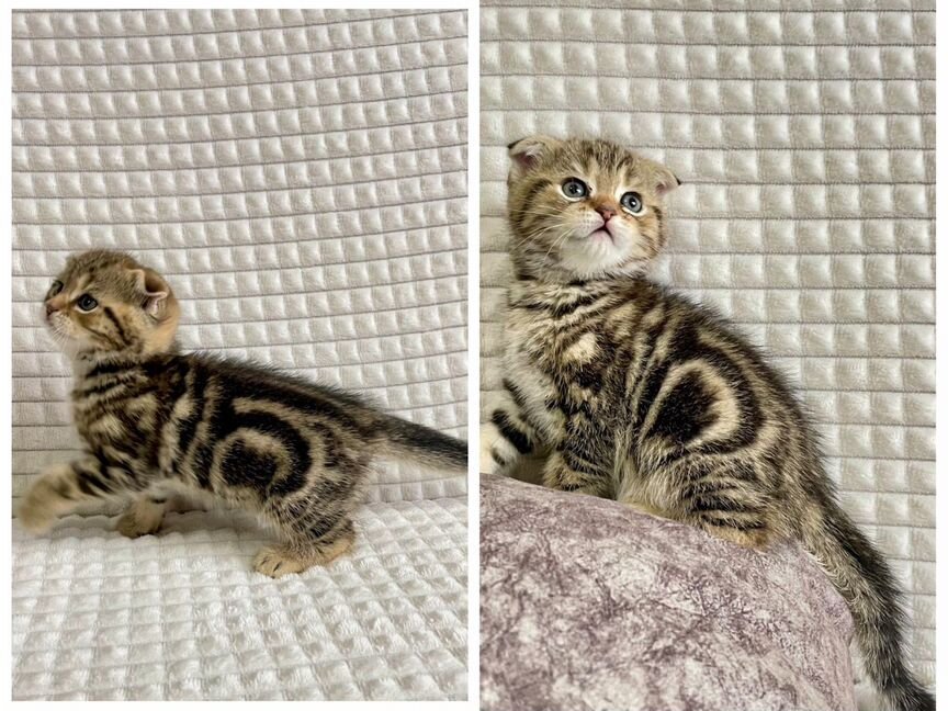 Шотландские вислоухие котята