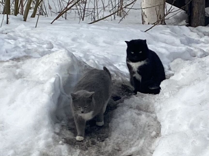 Коты кошки погибают в садах