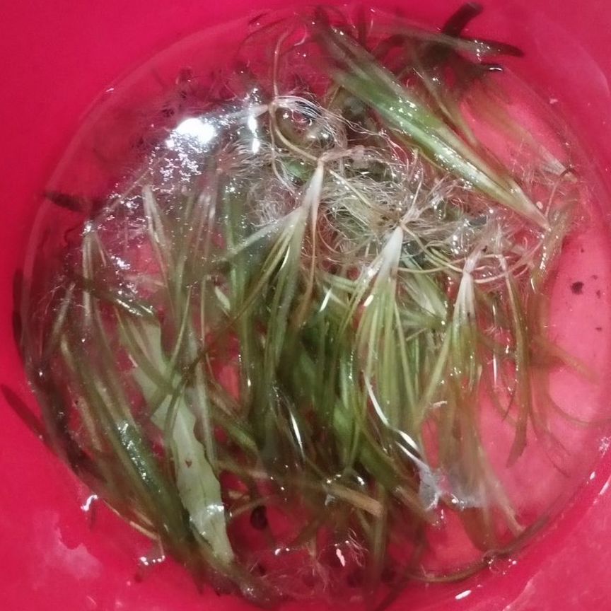 Водоросли валеснерия