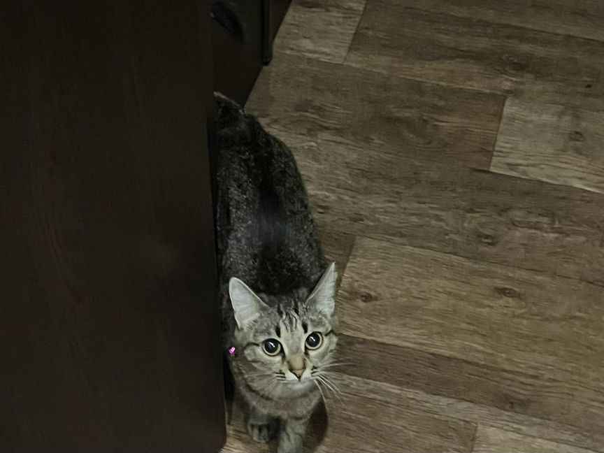 Кошка