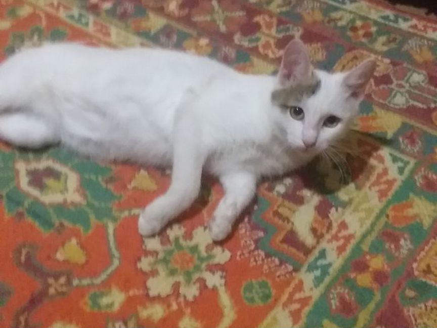 Котенок ищет дом