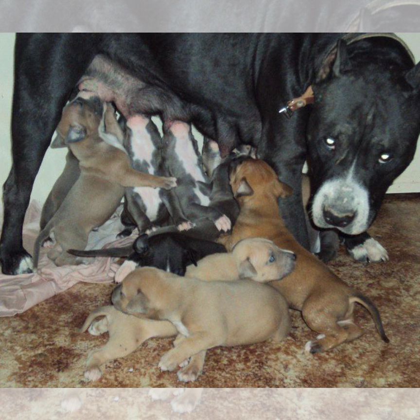 Американский стаффордширский терьер, щенок