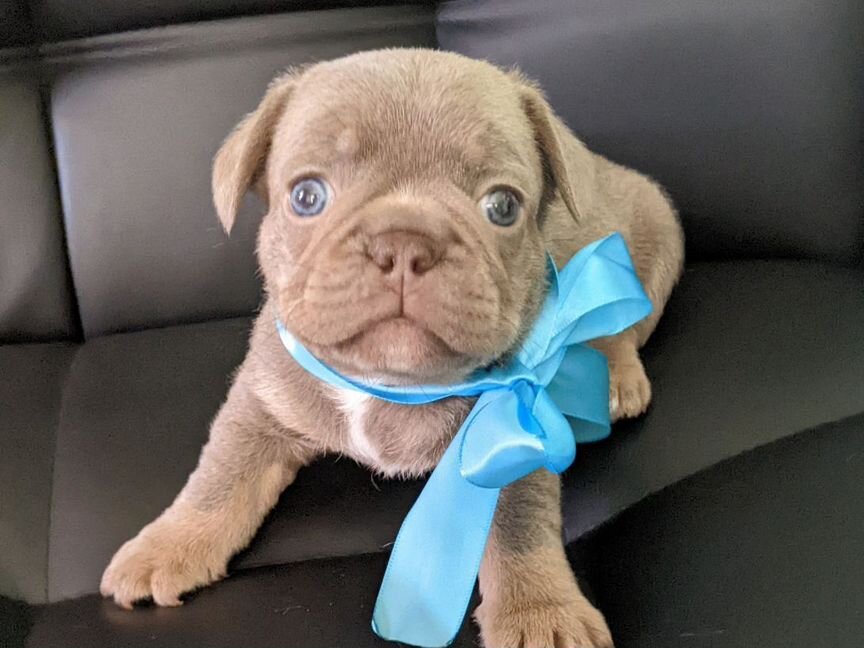 Изабелловый красавчик