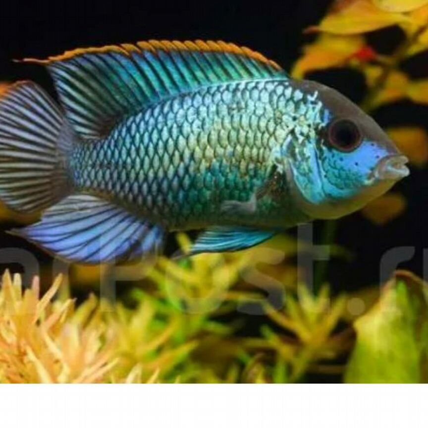 Отдам наннакару