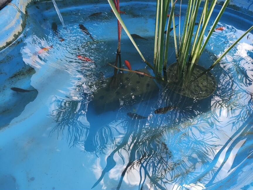 Аквариумные рыбы