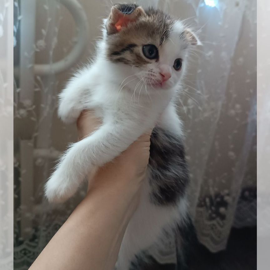 Британский короткошёрстный котёнок