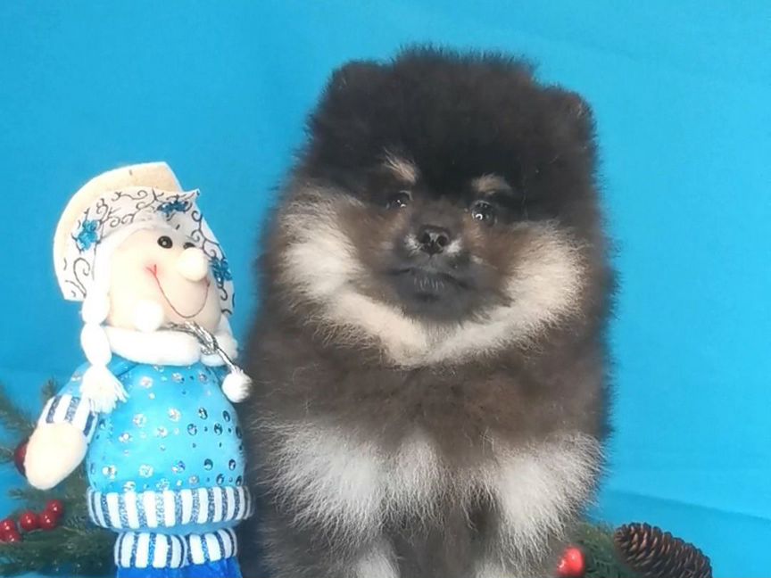 Медвежонок шпиц