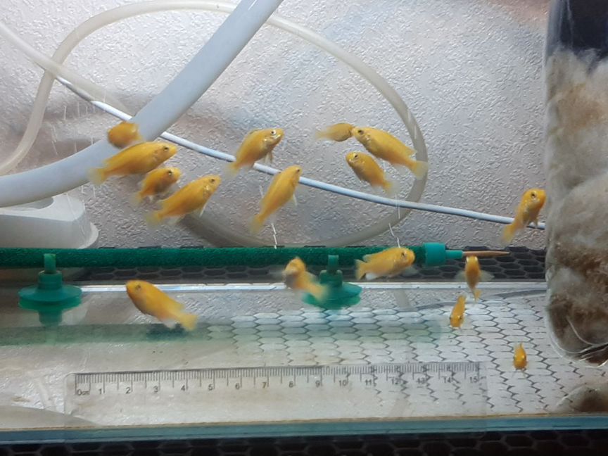 Еллоу малек