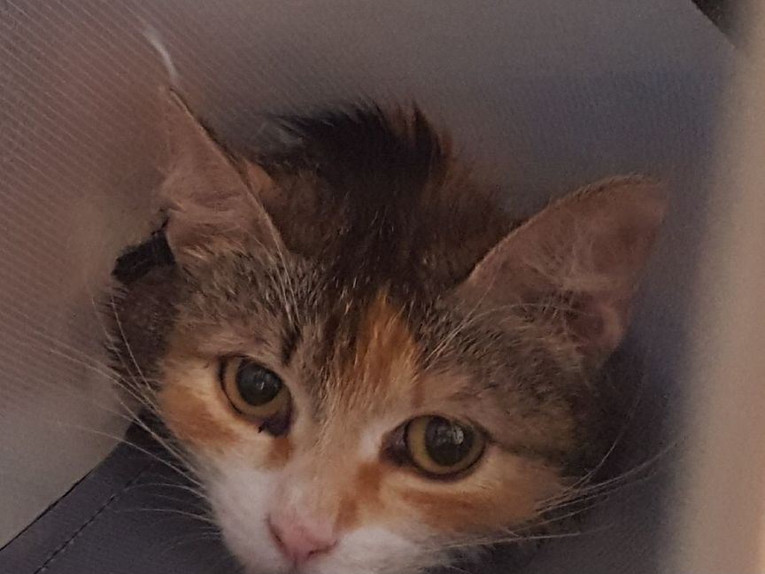 Кошка Ромашка