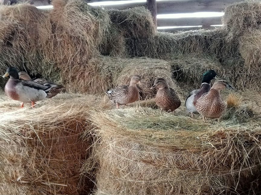 Дикие утки подсадные на развод