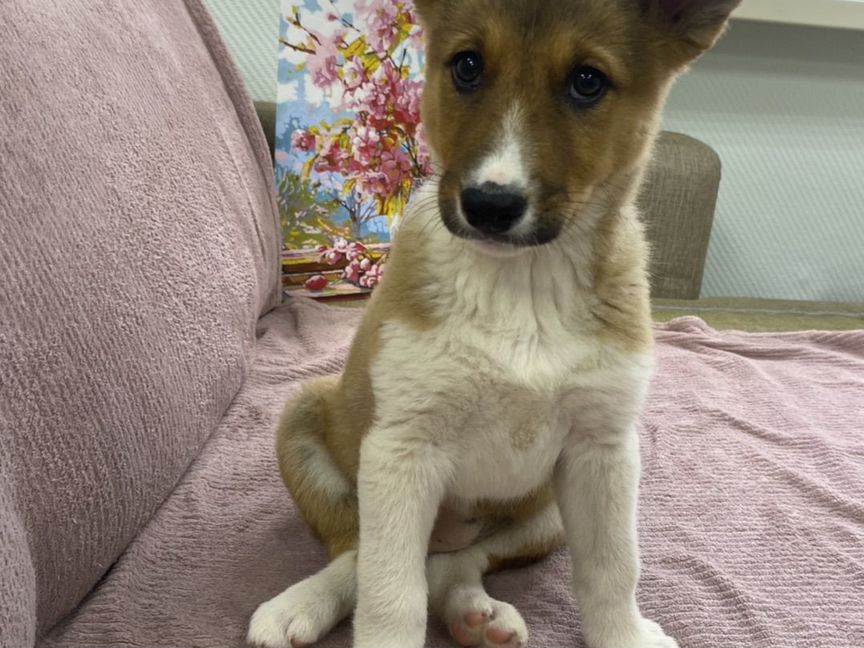 Шенок во двор