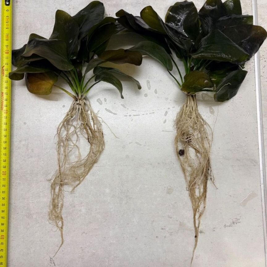 Аквариумное растение эхинодорус