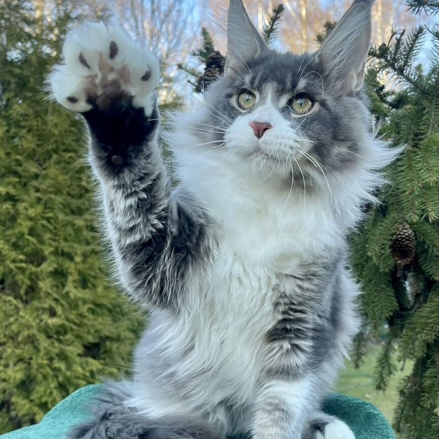 Мейн-кун котенок, красавчик