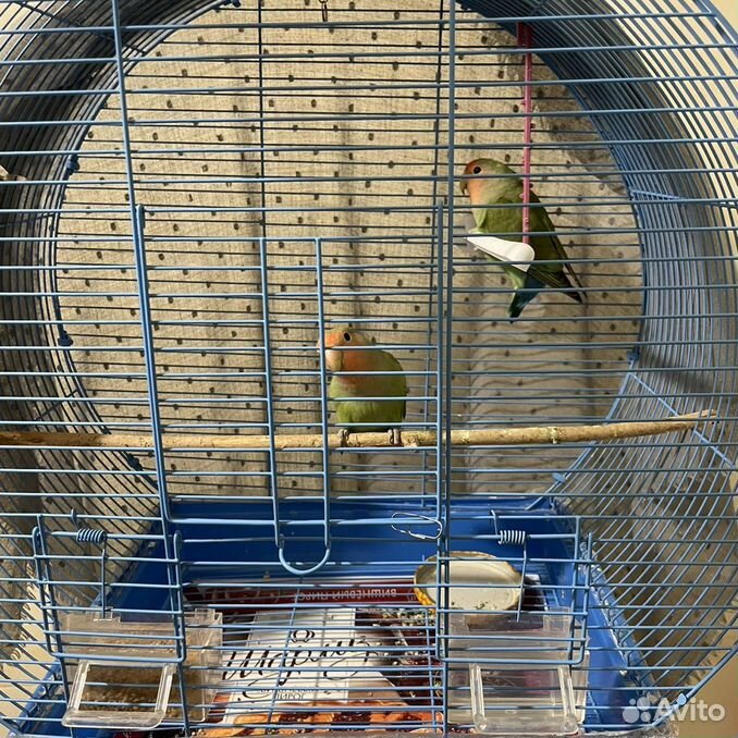 Попугай не разлучники