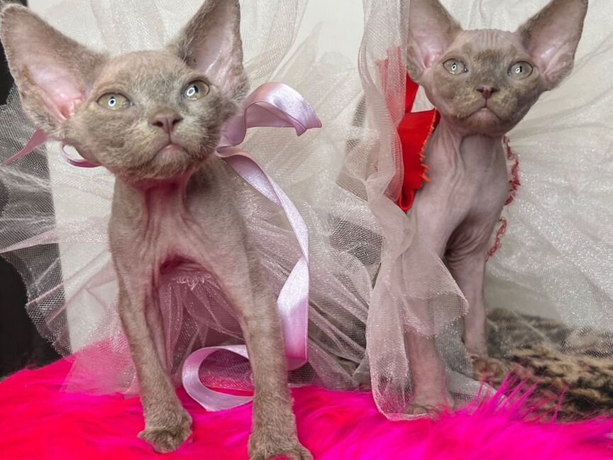 Лиловые малышки