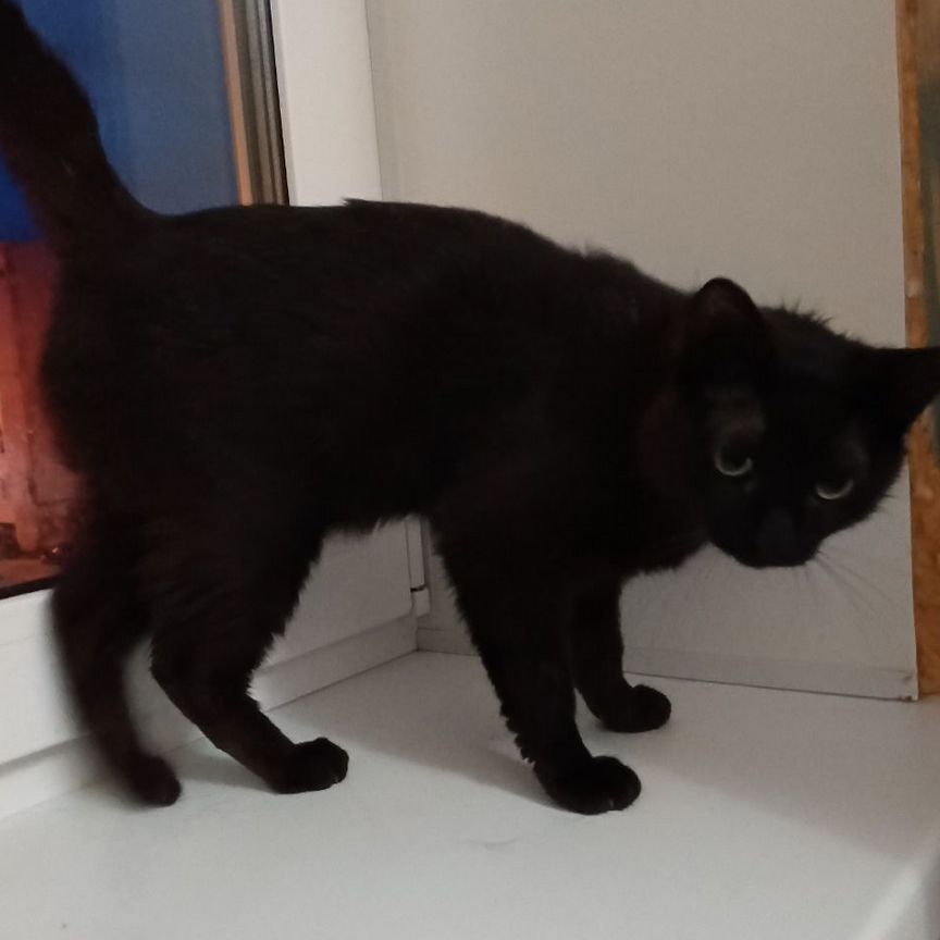Коты