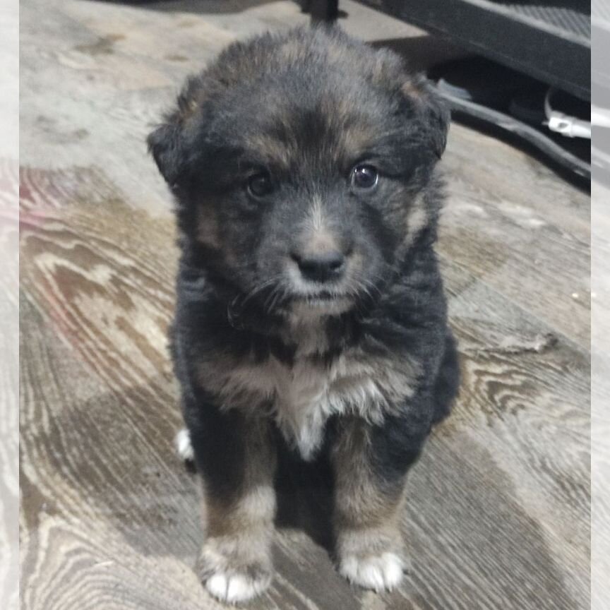 Щенок в добрые руки