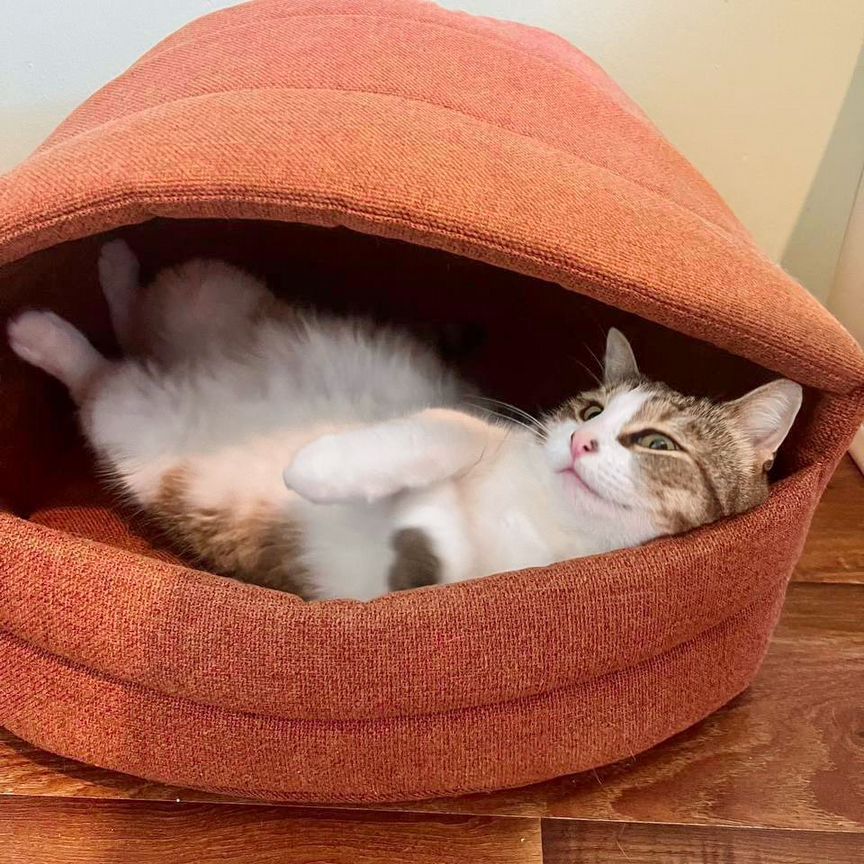 Уютная кошечка Туся ищет дом