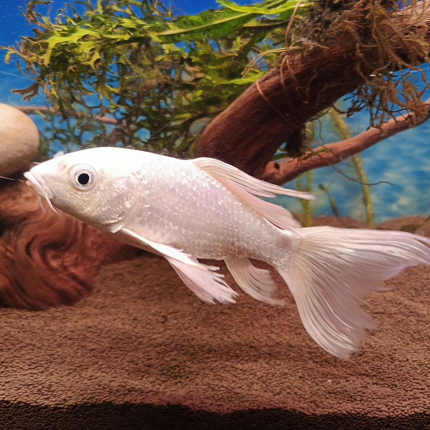 Платиновая комета