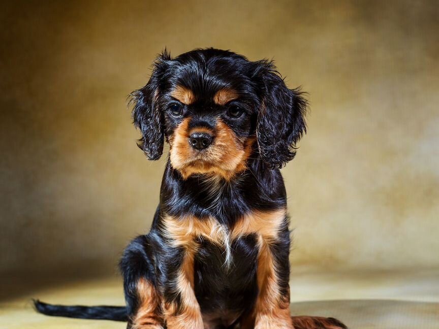 Кавалер кинг чарльз спаниель