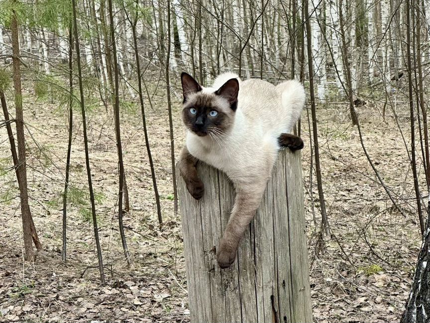 Тайский котик на вязку бесплатно