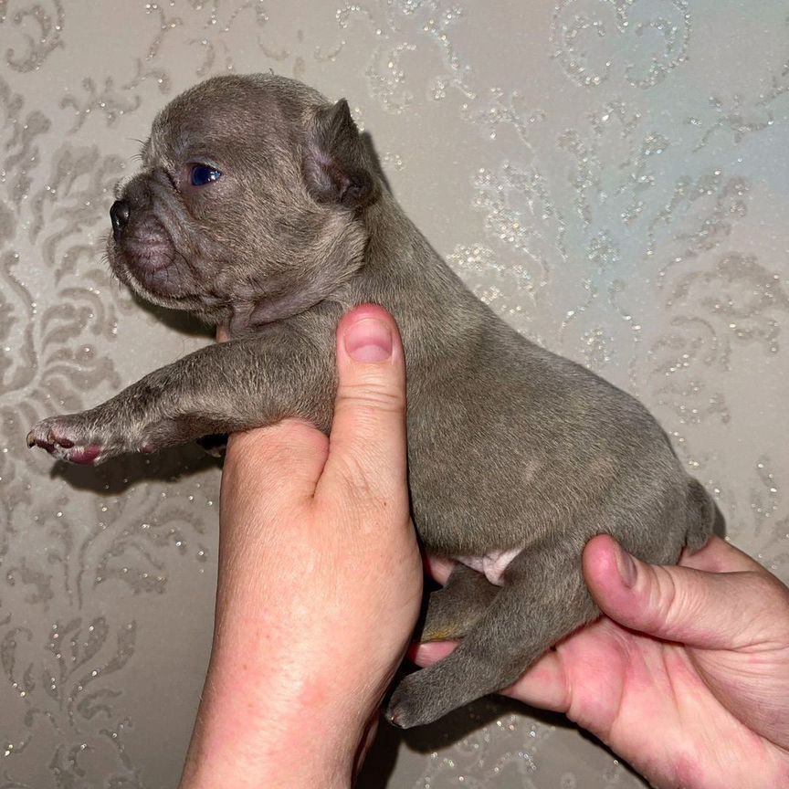 Французский бульдог щенки голубой