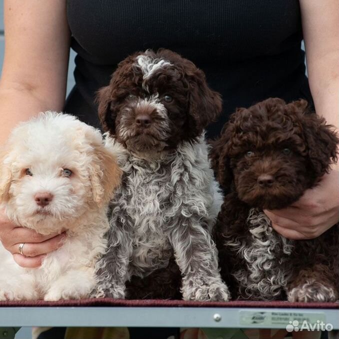 Девочки Лаготто Романьоло