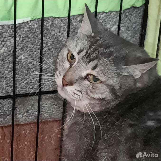 Кошку Виту выпускают на улицу