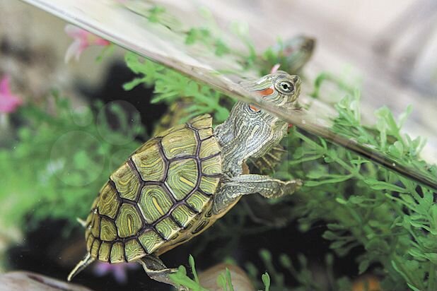 Красноухая черепаха