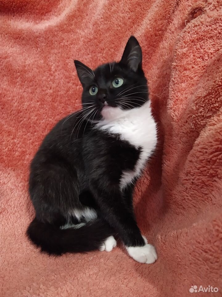 Кошечку в добрые руки