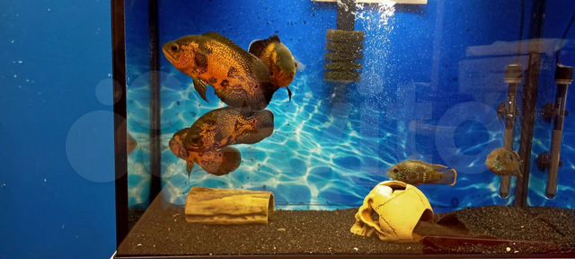 Аквариумные рыбки