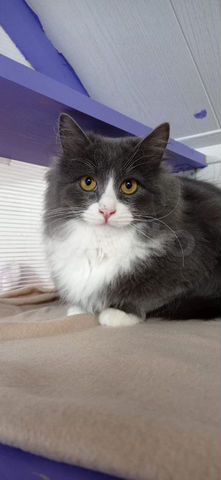 Шикарный Сибирский котик Бонзай